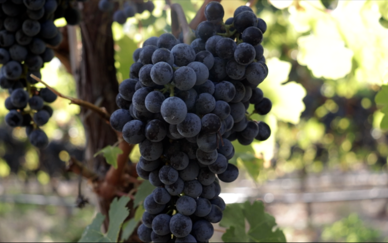 Rust Wine Co. - Old Vines, New Wines