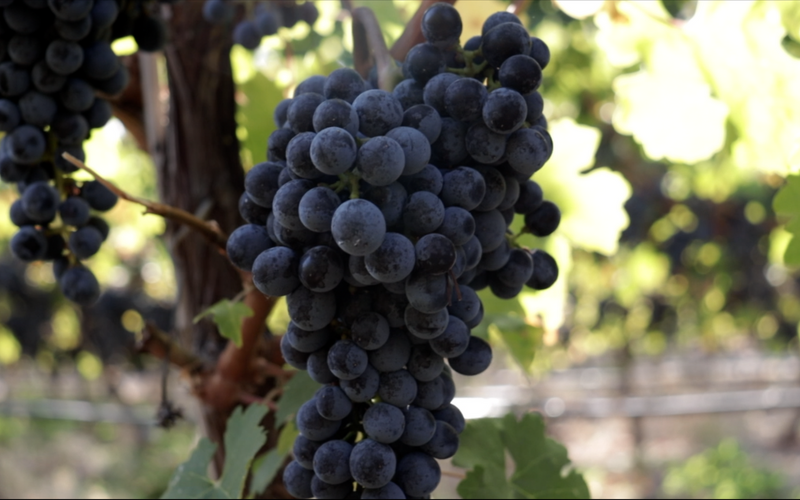 Rust Wine Co. - Old Vines, New Wines