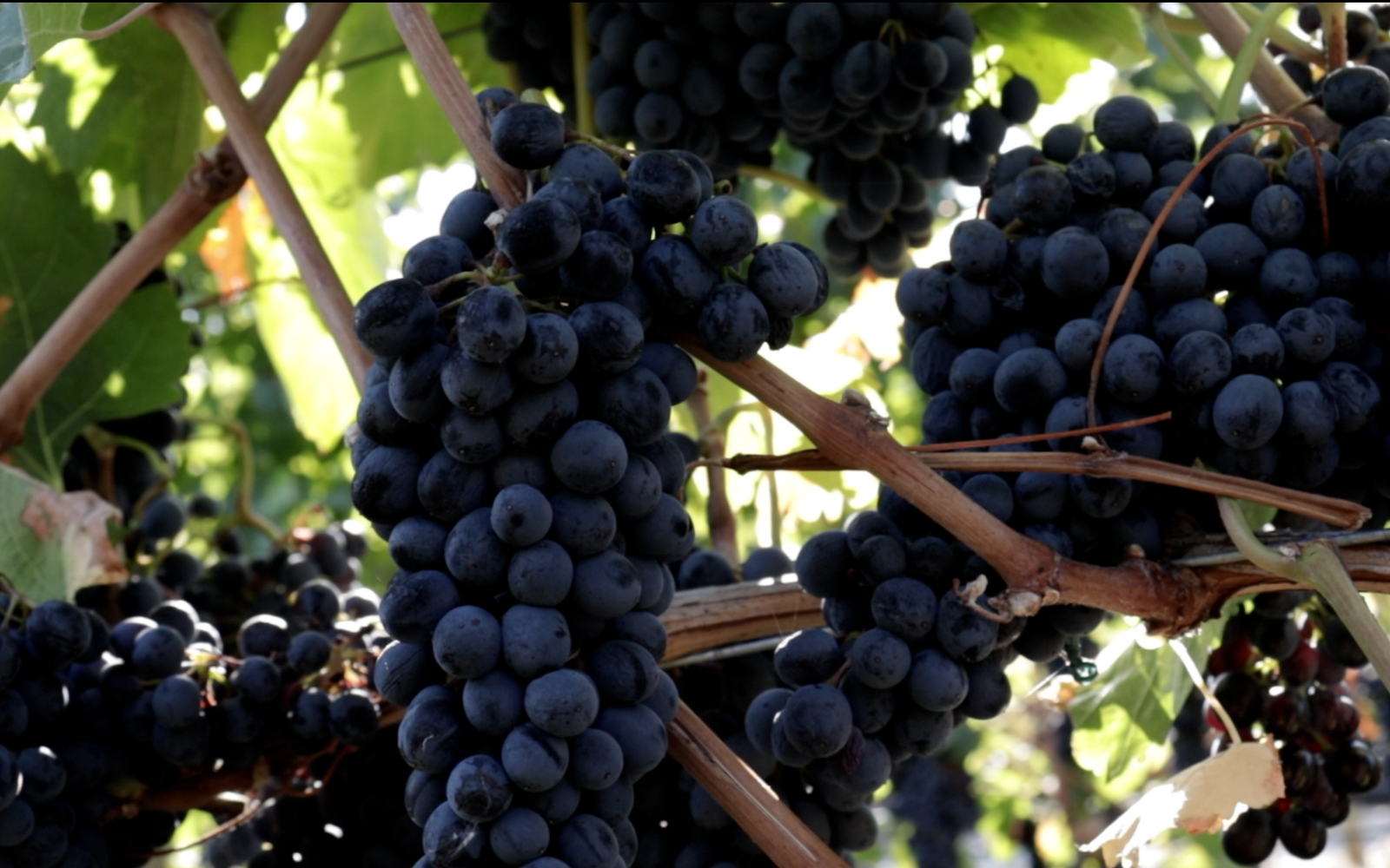 Rust Wine Co. - Old Vines, New Wines